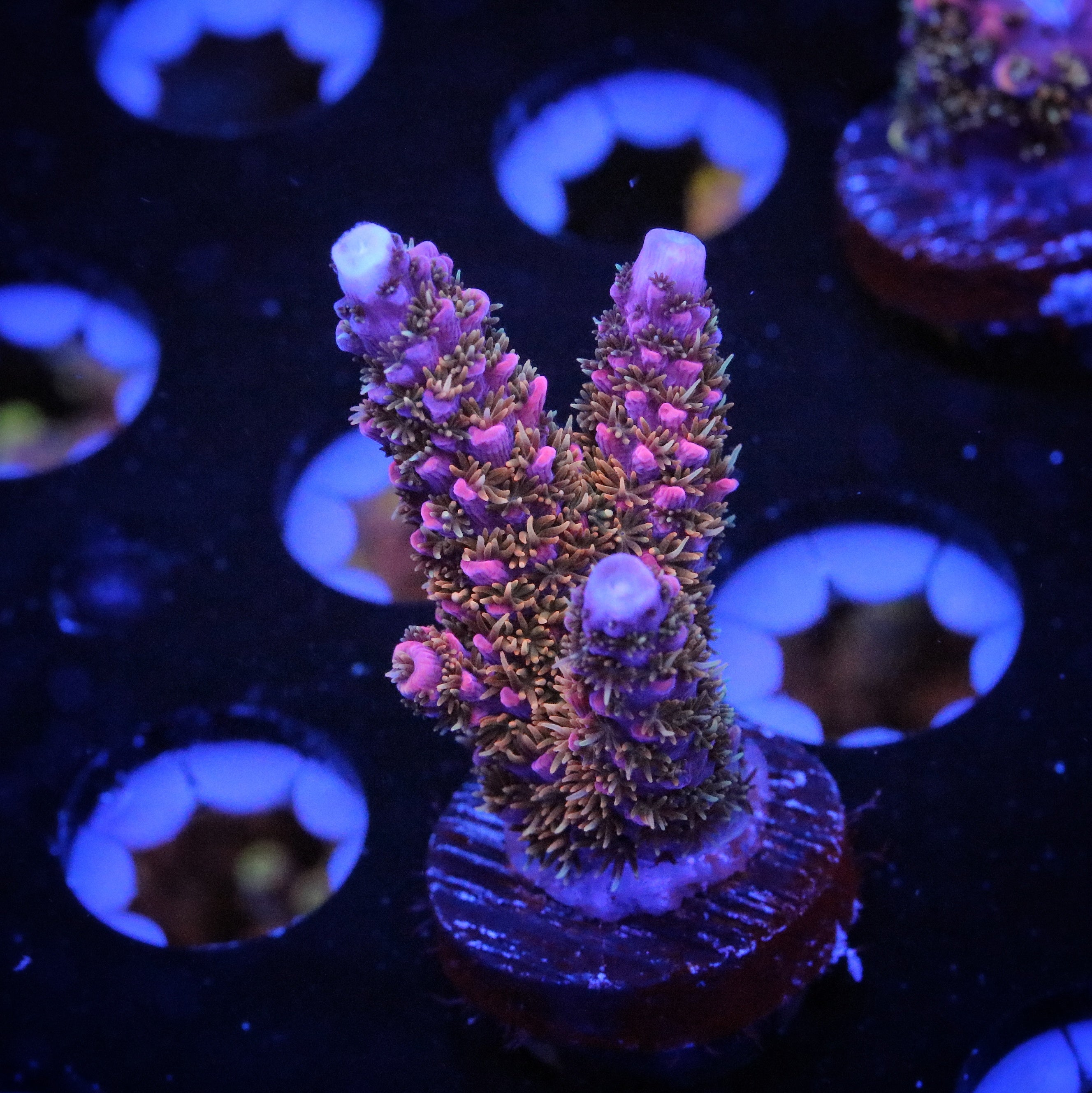 Texas Pink Stag 1 – Pirates Reef Corals