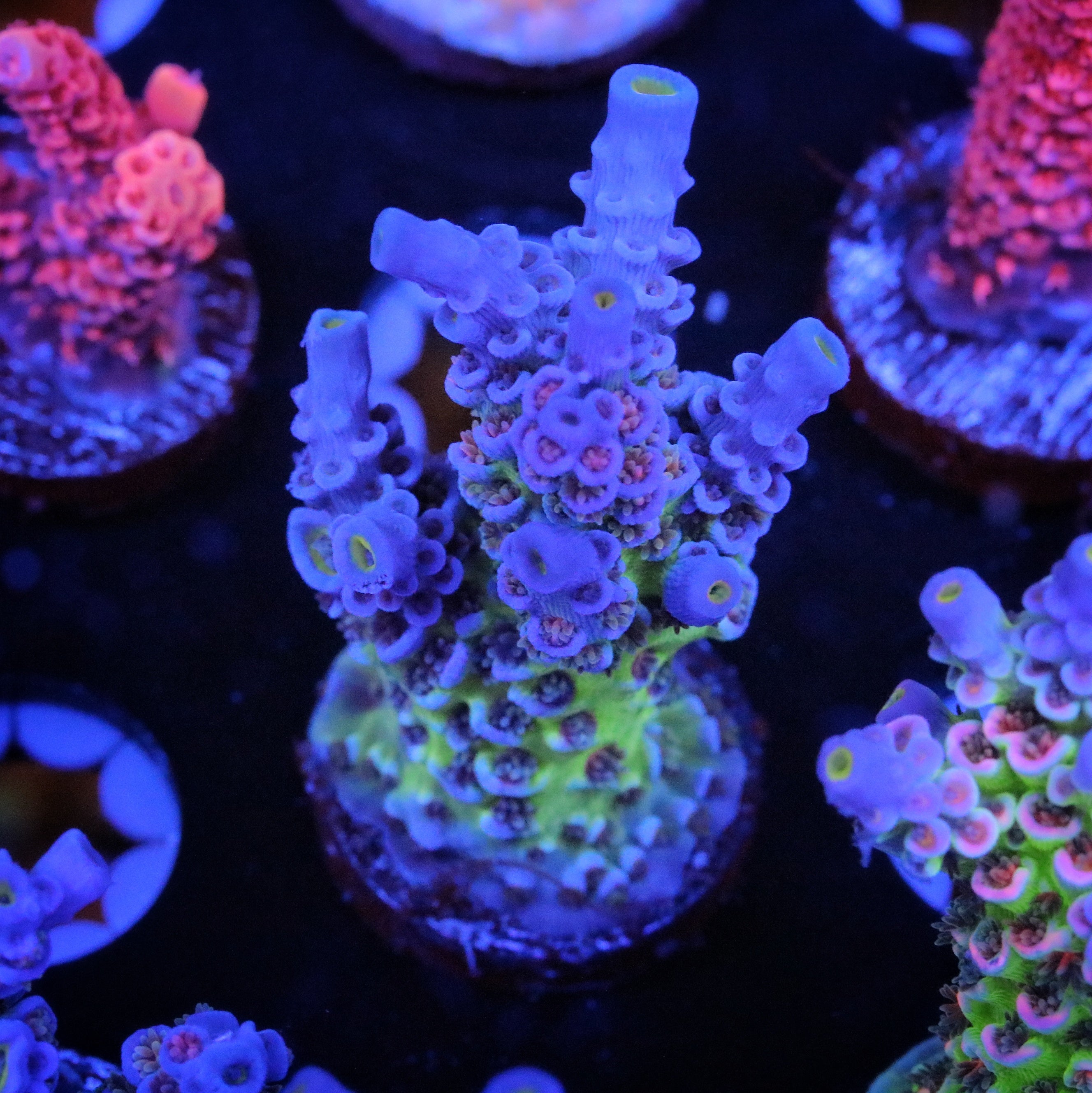 JF Jolt 5 XL – Pirates Reef Corals