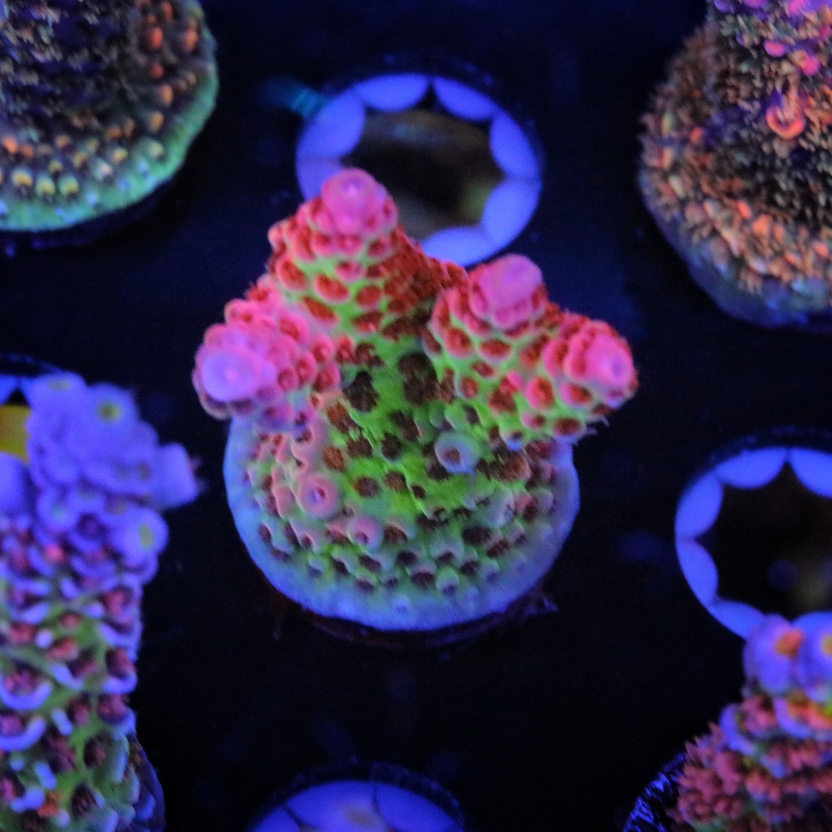 TSA Princess Peach 2 – Pirates Reef Corals