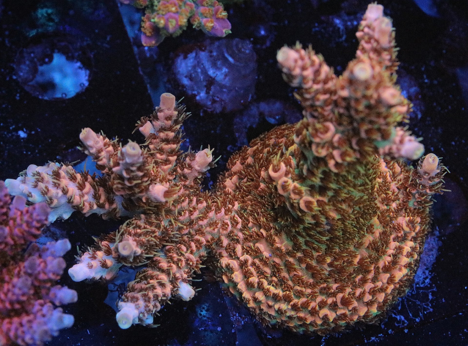 acropora spider